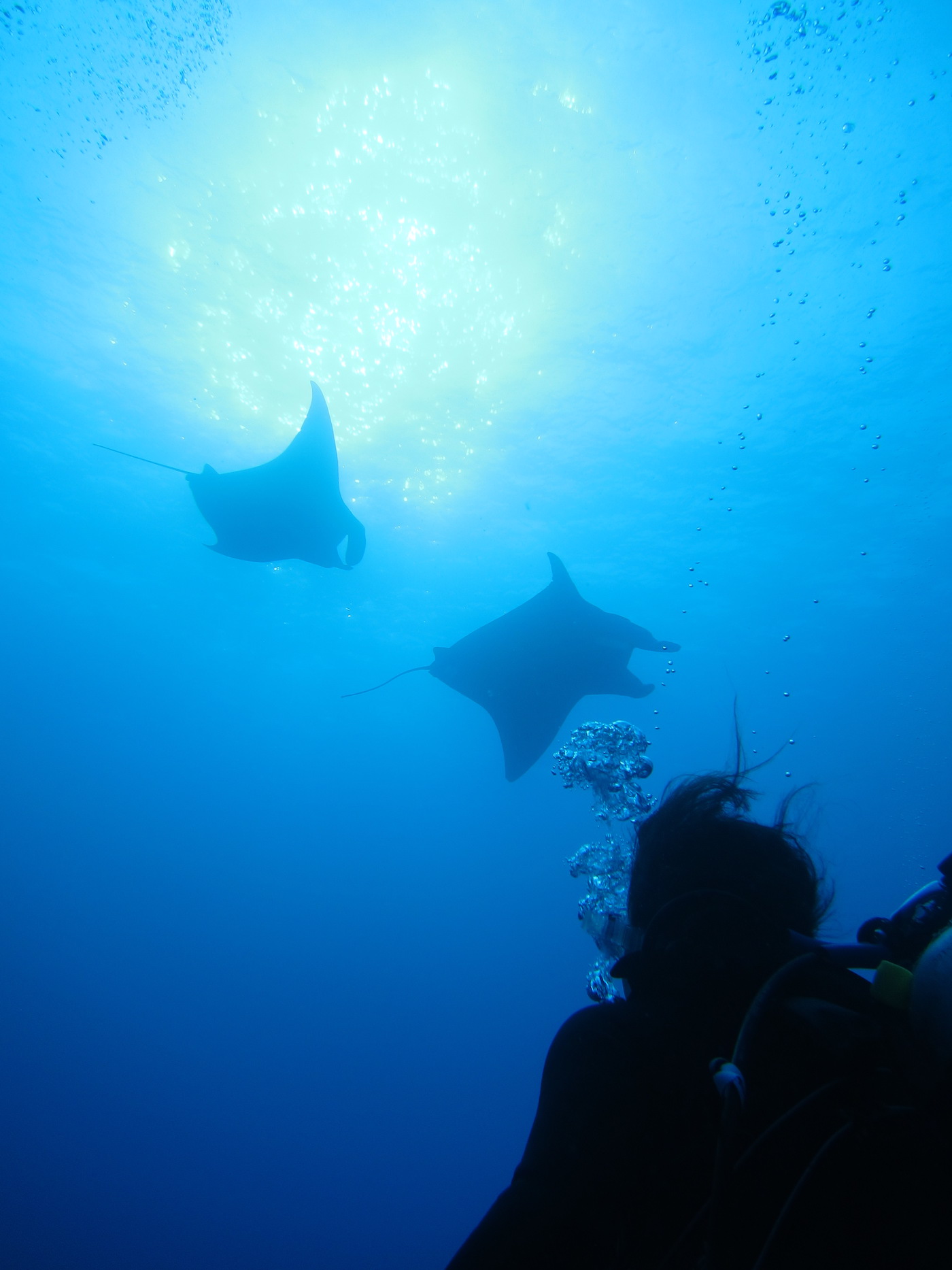 Best Dive Ever: Night Swimming With Manta Rays in Hawaii – TRUE ...