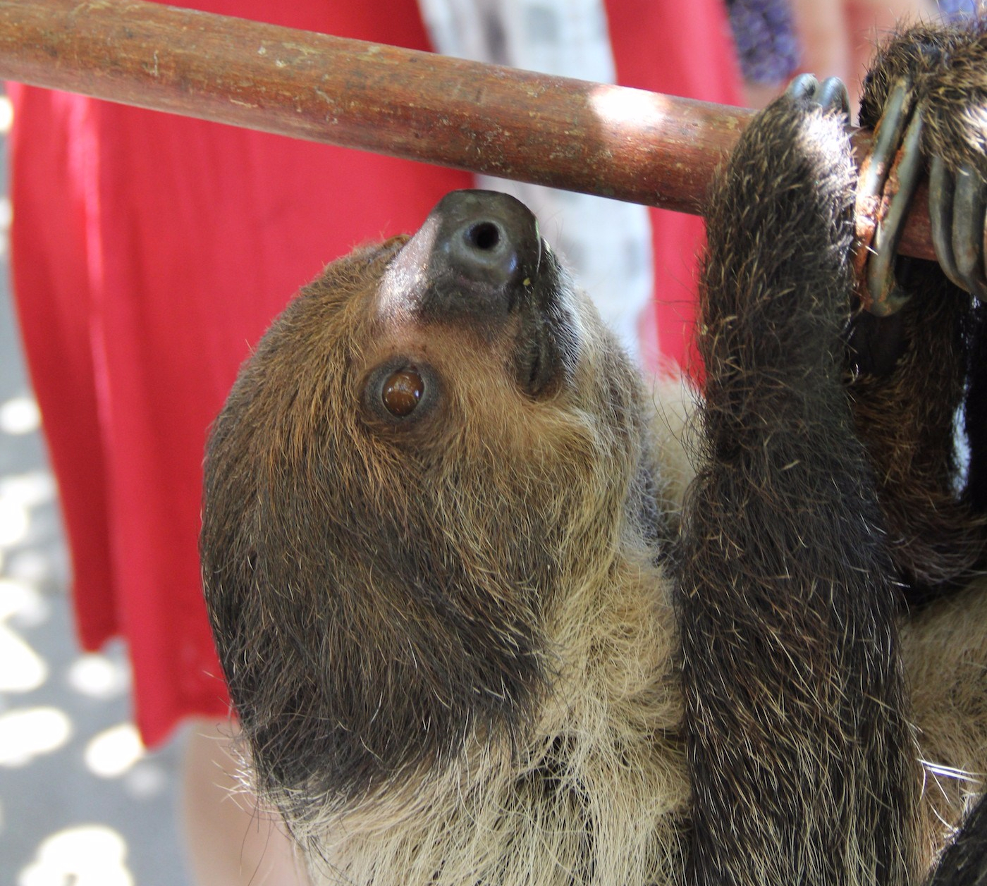 It’s Surprisingly Easy To Get A Sloth To Come To Your House – TRUE ...
