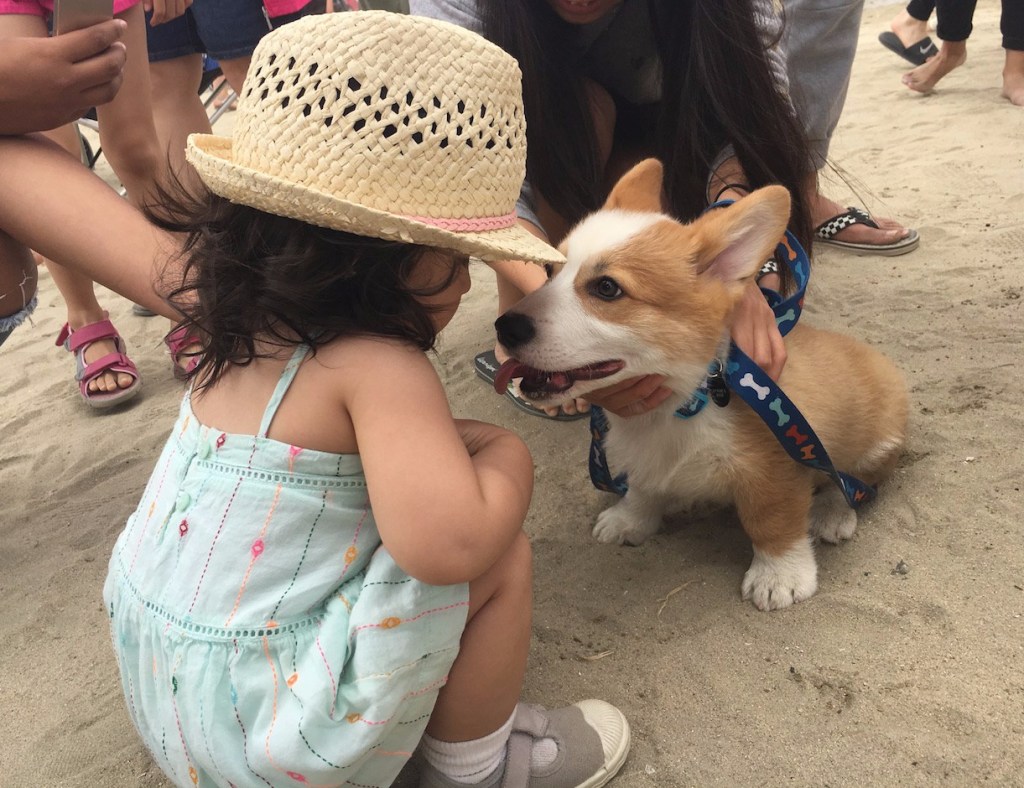 Corgi Beach Day: Land of 1000 Corgis! – TRUE ADVENTURE STORIES!