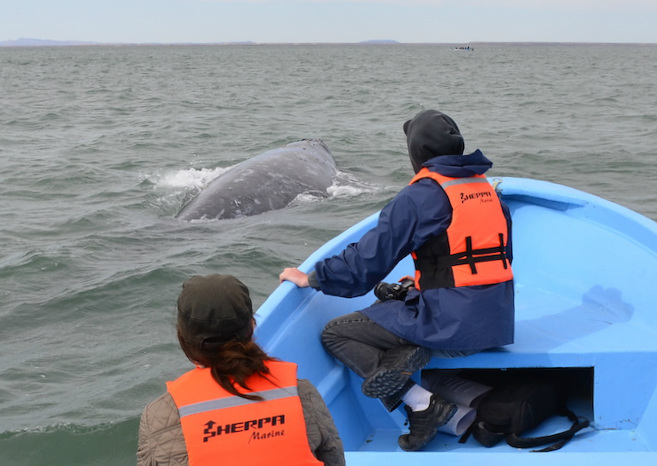 There’s A Place in Baja, Mexico Where You Can PET WHALES! – TRUE ...