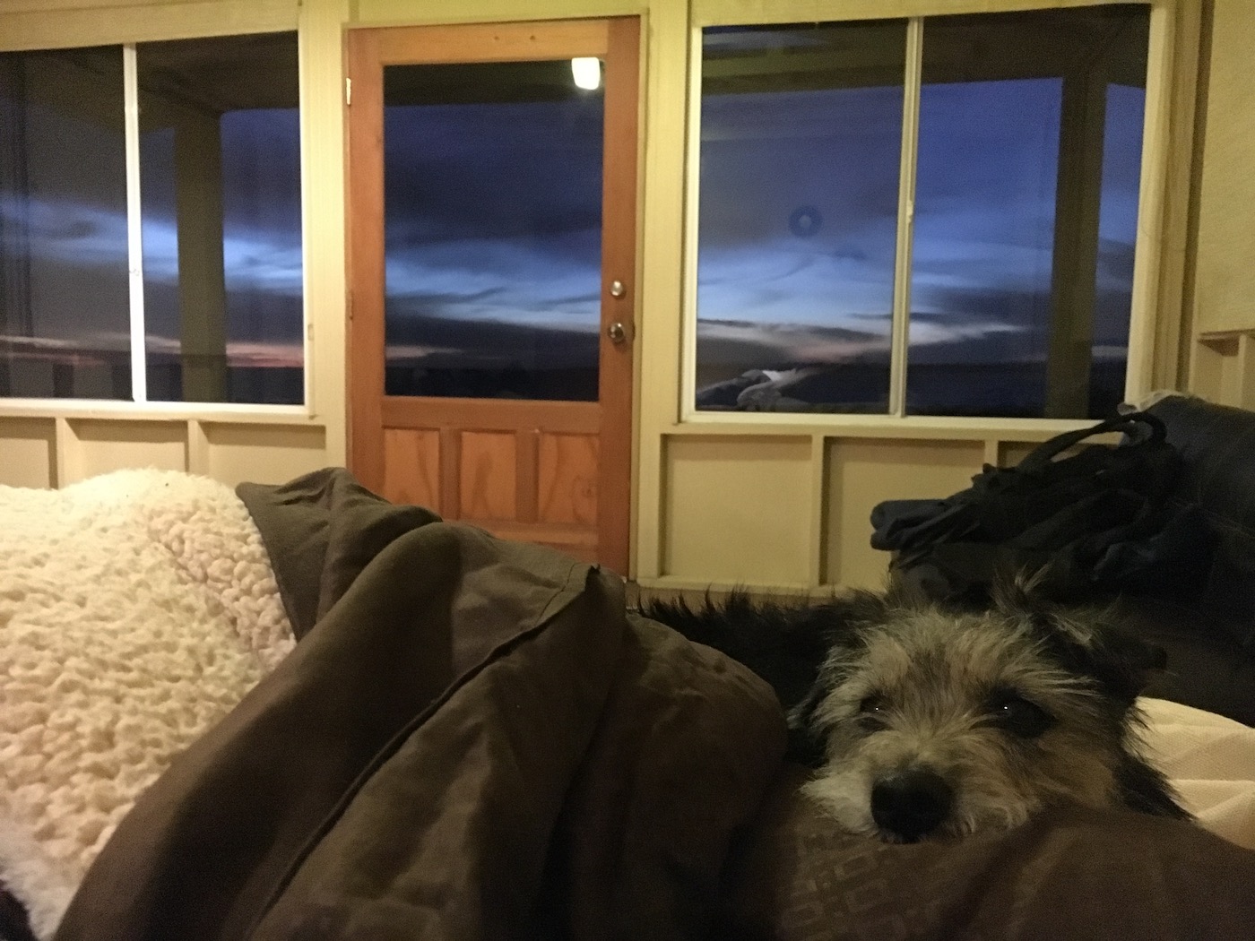 There’s A Place in Baja, Mexico Where You Can PET WHALES! – TRUE ...